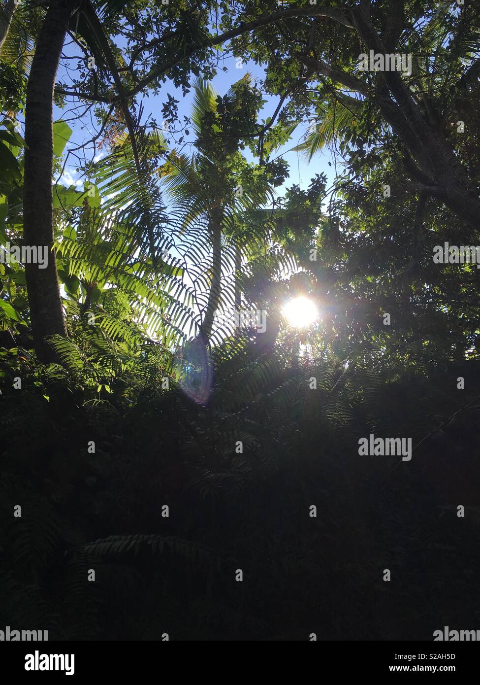 Smart step on ubud jungle forest. Blessings from Sun Stock Photo - Alamy