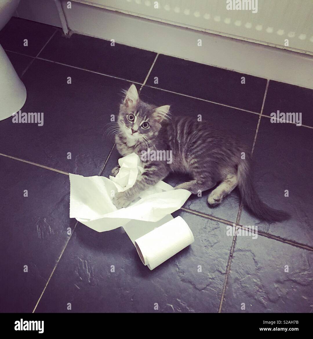 Mischievous cat hi-res stock photography and images - Alamy