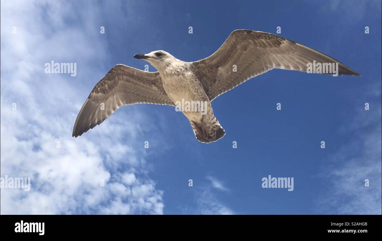 Seagull flying over Camber Sands Beach Stock Photo - Alamy