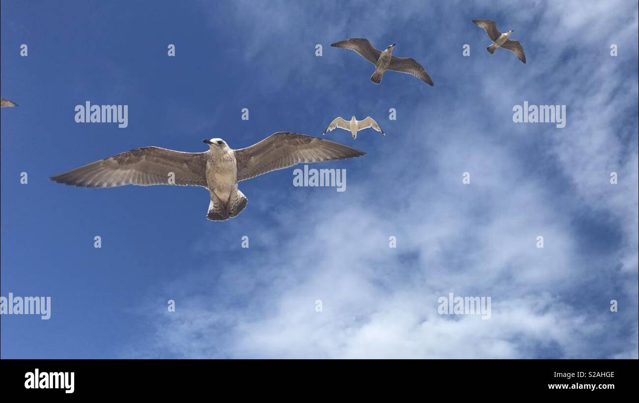 Seagulls flying overhead at Camber Sands Beach Stock Photo - Alamy