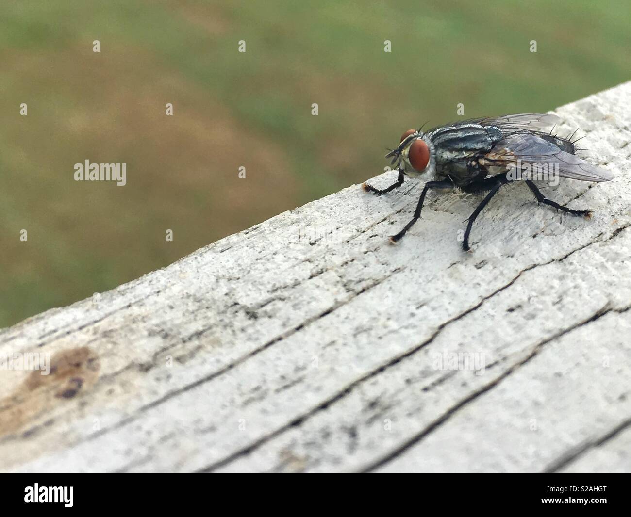 Horse fly sitting Stock Photo - Alamy