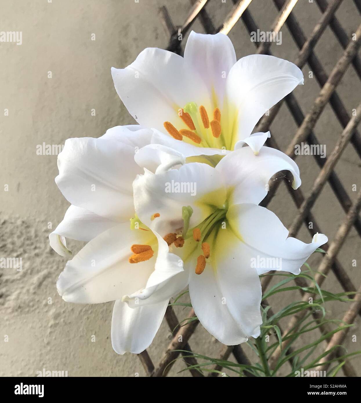Lilly garden hi-res stock photography and images - Alamy