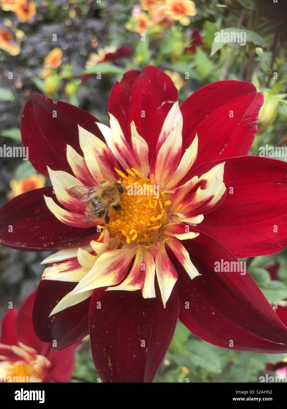 Dahlia chimborazo flower hi-res stock photography and images - Alamy