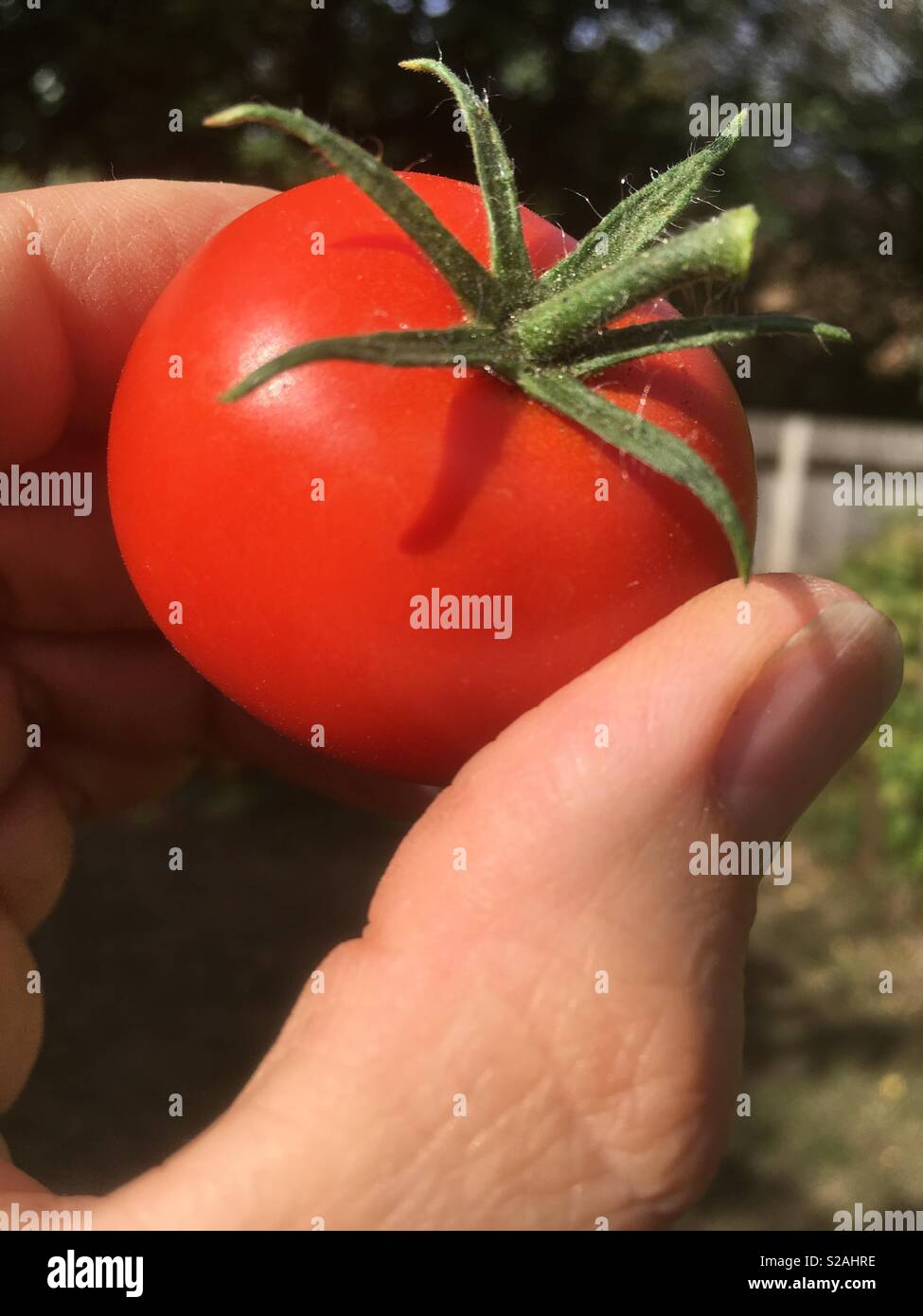 A perfect tomato with green leaves held up in the sunshine Stock Photo ...