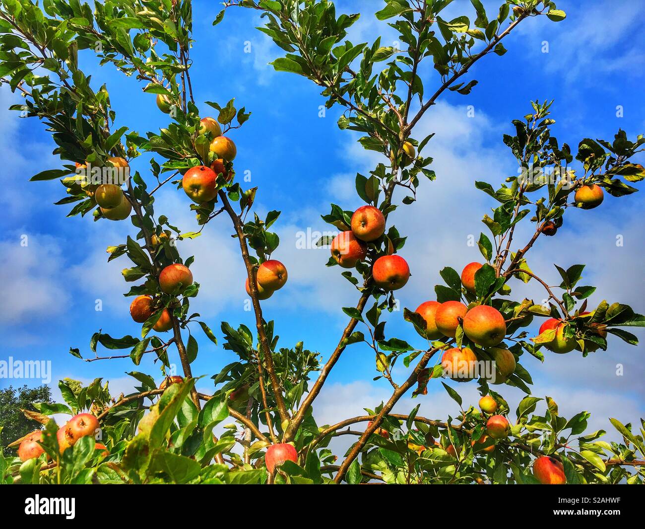 British apple tree Stock Photo - Alamy
