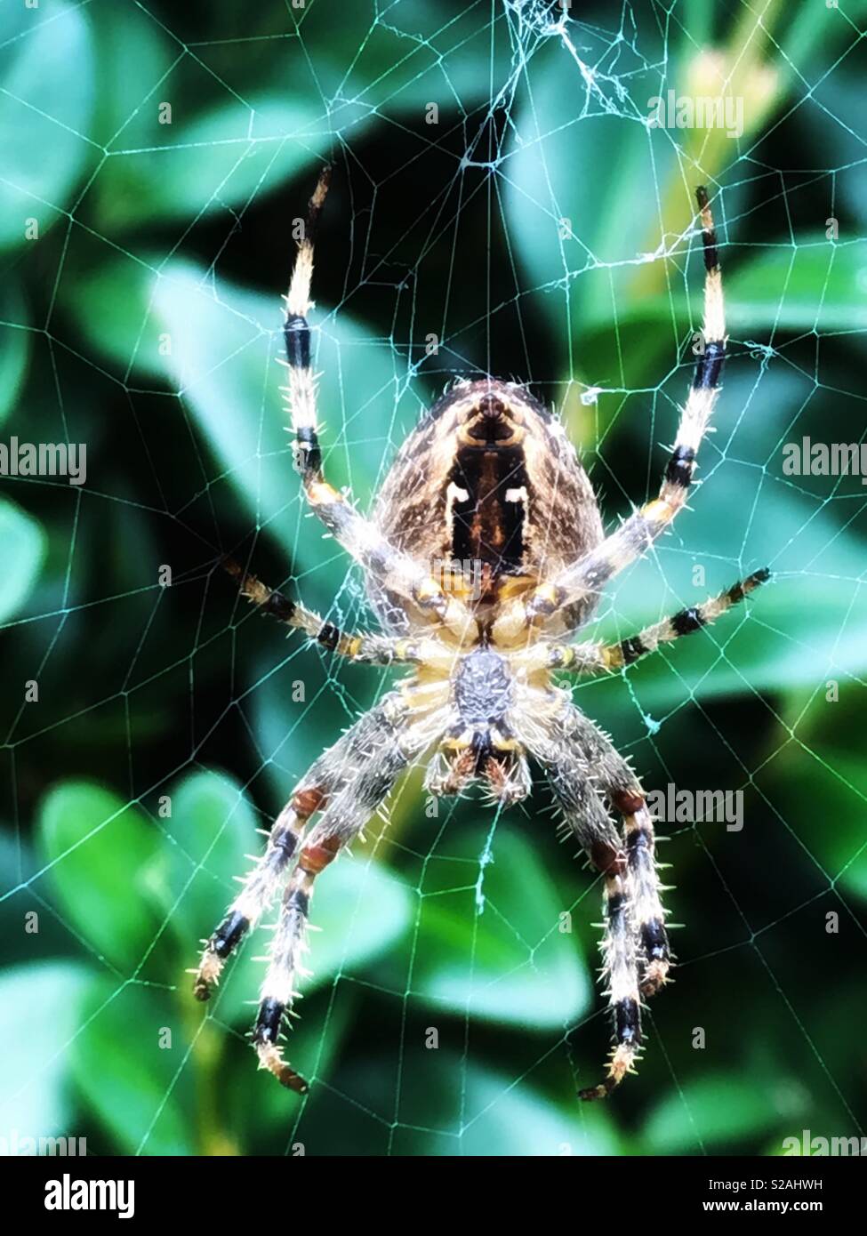 Spider in web Stock Photo - Alamy