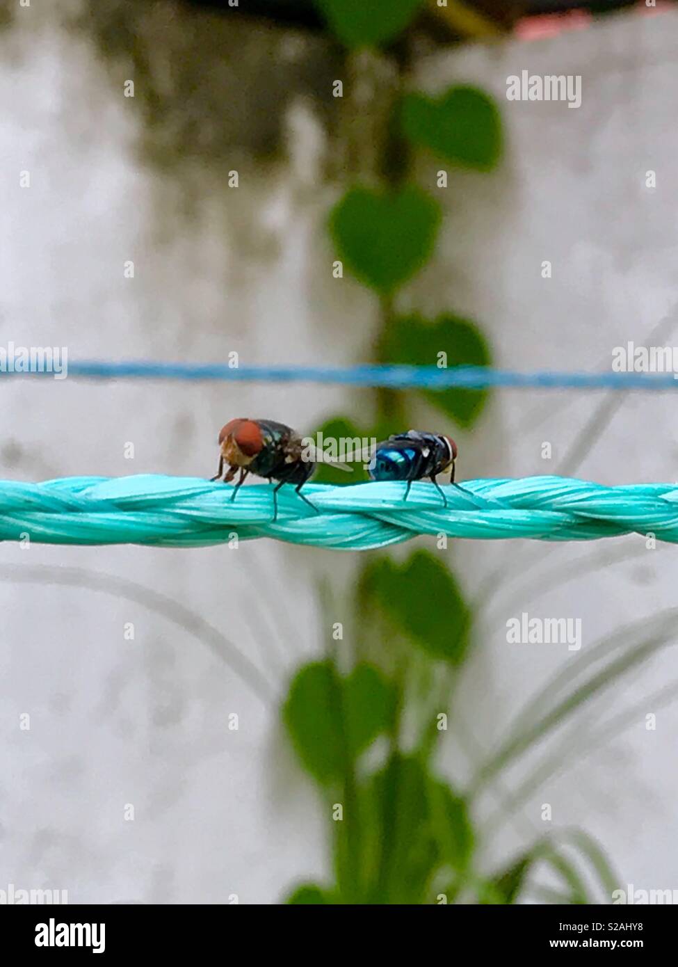 Two flies hi-res stock photography and images - Alamy