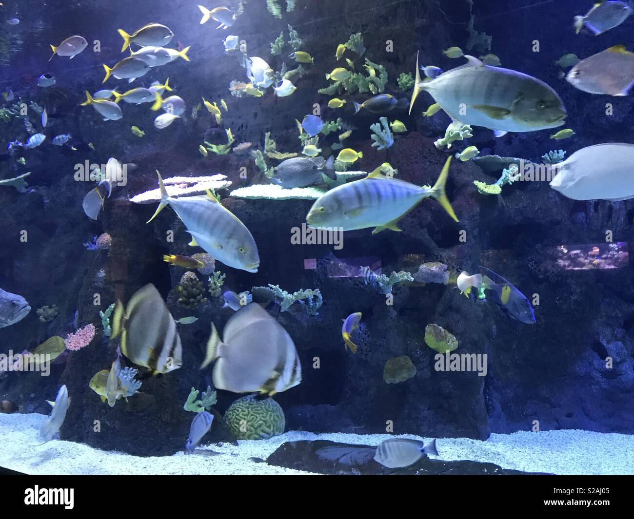 Tank aquarium hi-res stock photography and images - Alamy