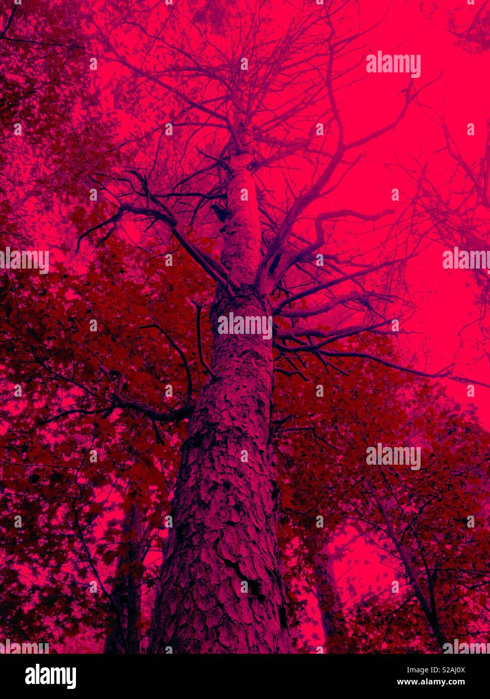 Red tint on duotone photo- looking up the trunk of a tall, dead tree ...
