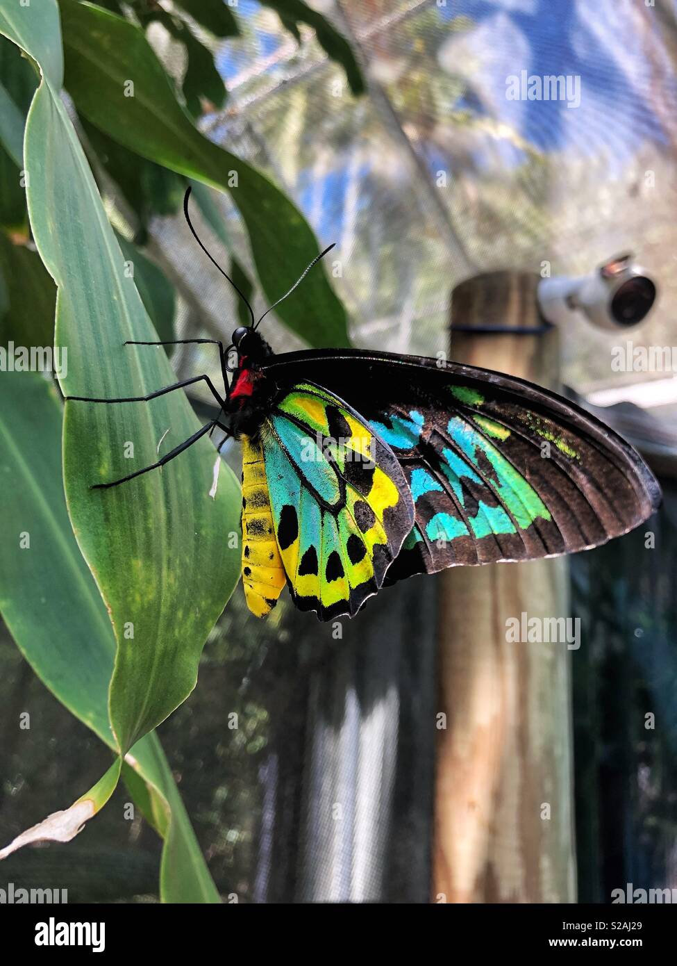 Colourful butterfly hi-res stock photography and images - Alamy