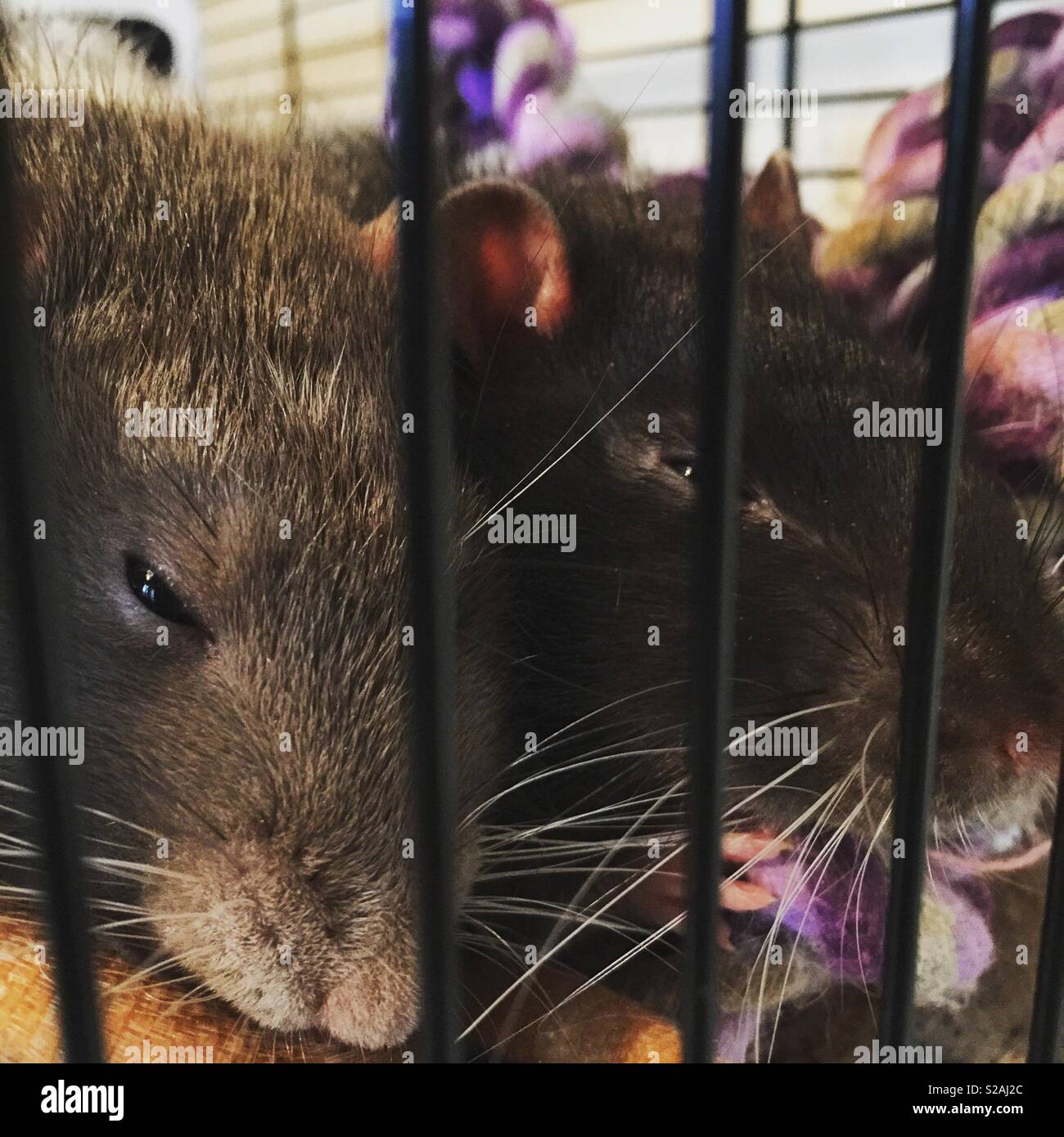 Vermin and rats hi-res stock photography and images - Alamy