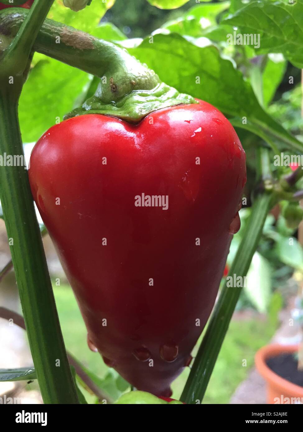 Pepper love heart Stock Photo - Alamy