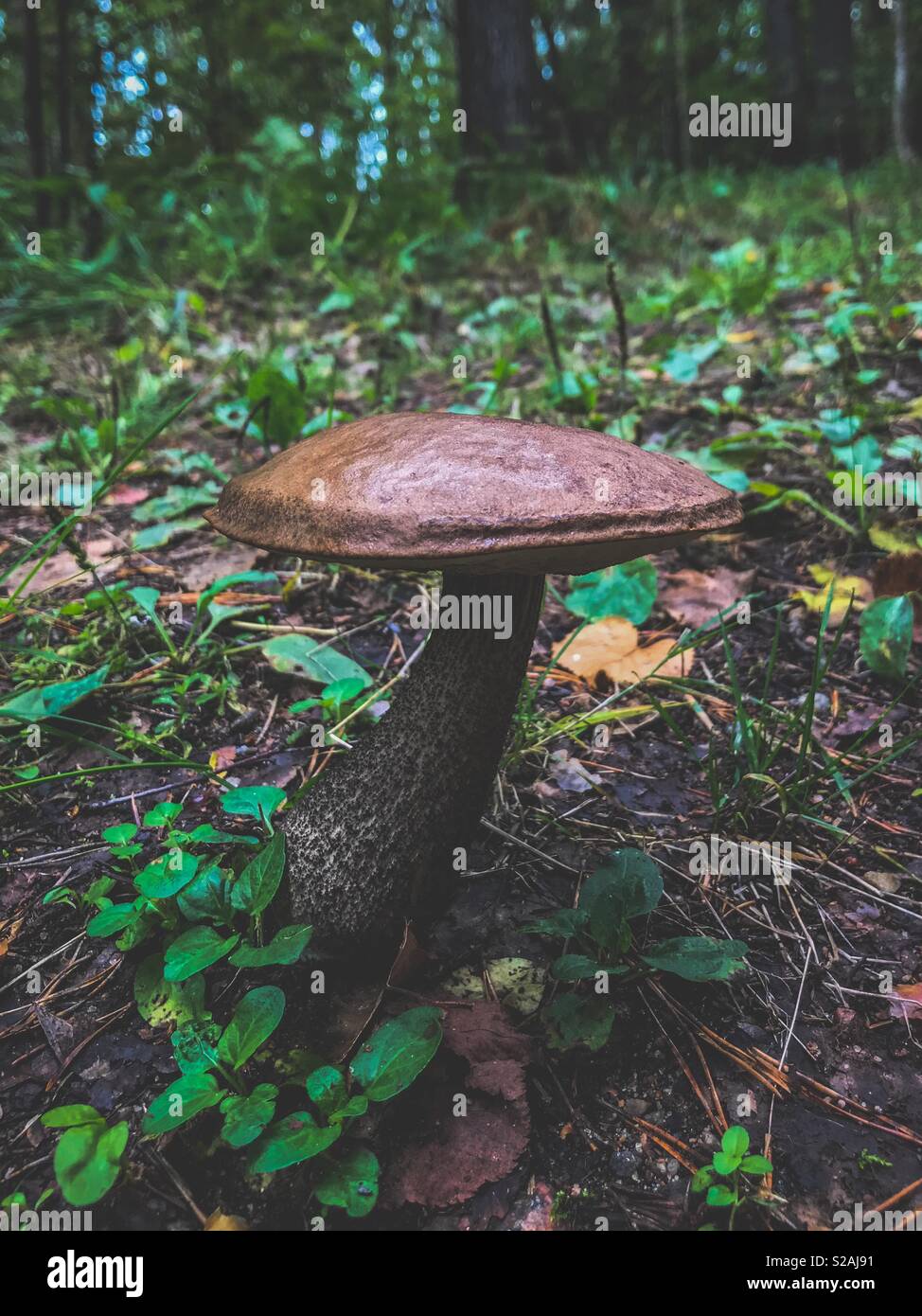 Large fungi hi-res stock photography and images - Alamy