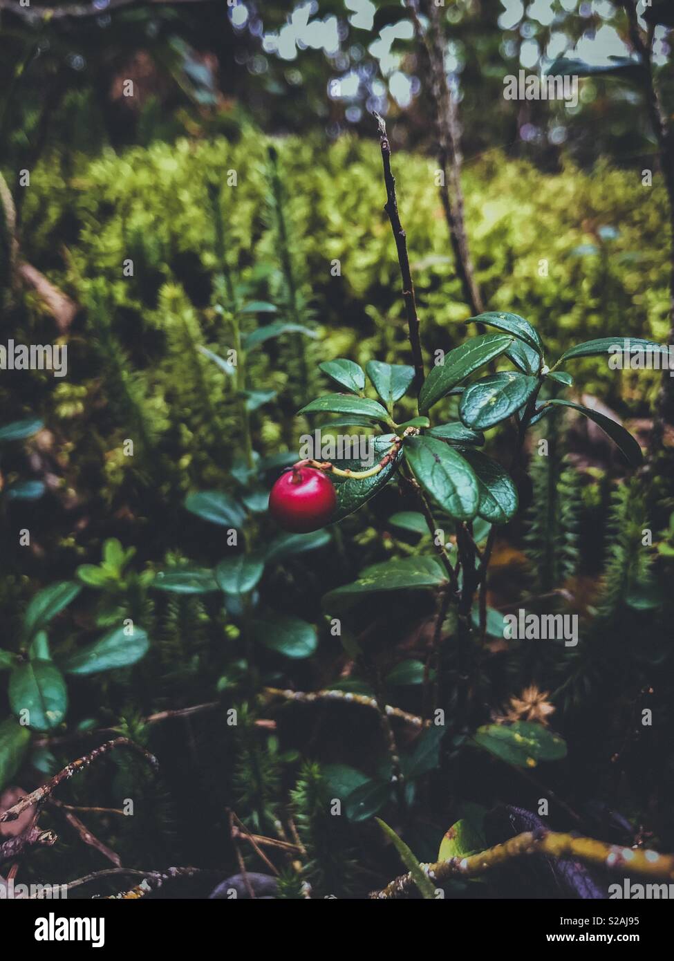 Lingonberry hi-res stock photography and images - Alamy