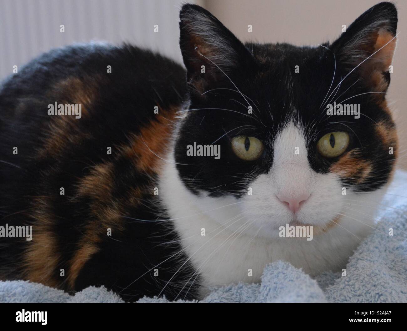 Cat at vets hi-res stock photography and images - Alamy