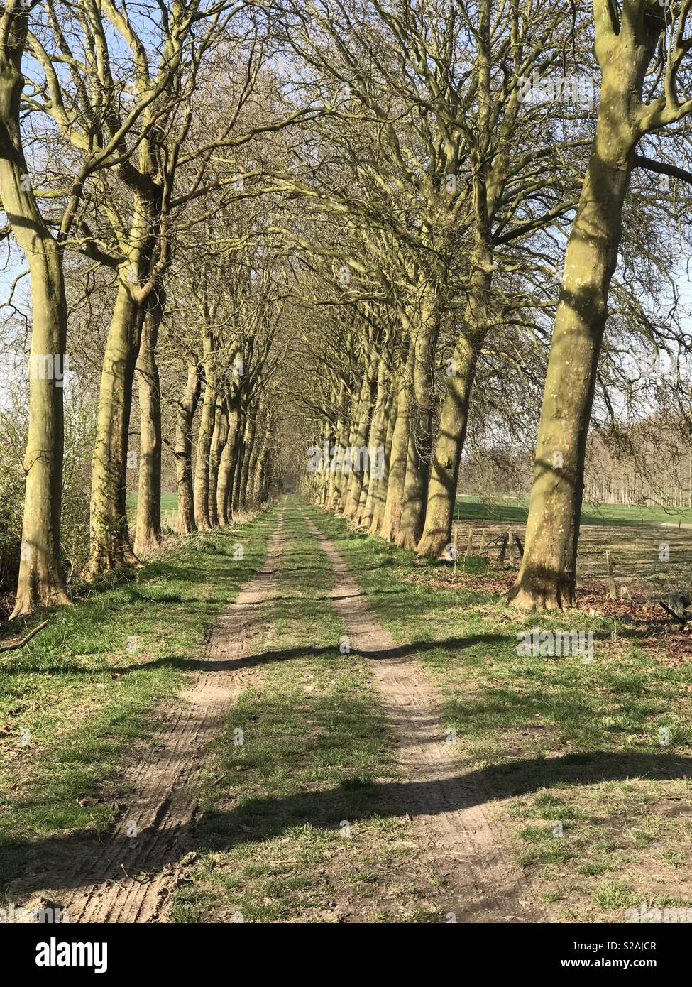 Tree lined path Stock Photo - Alamy