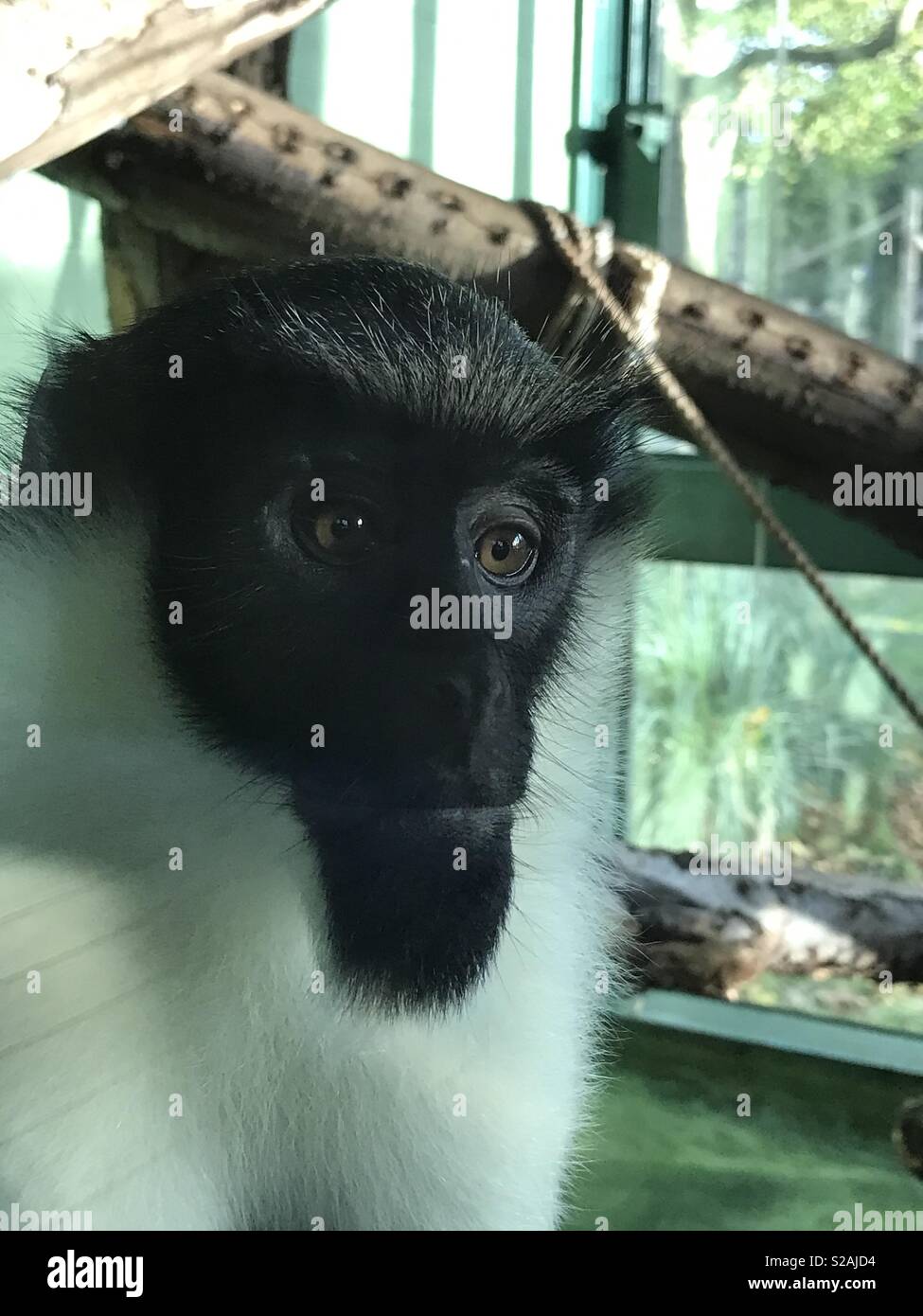 Beard Monkey High Resolution Stock Photography and Images - Alamy