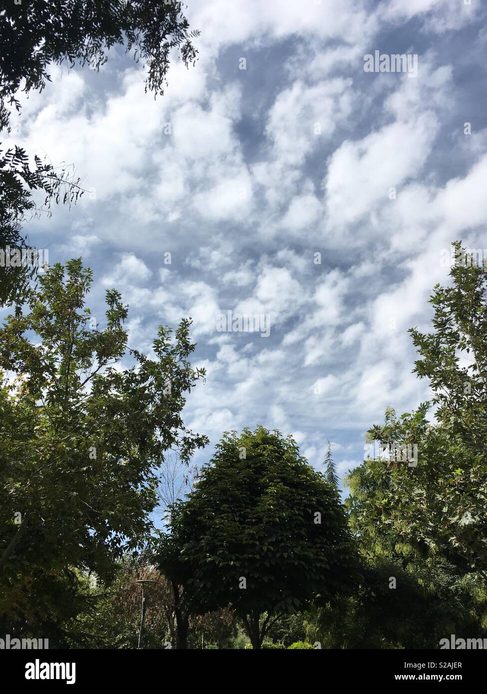 Looking at trees hi-res stock photography and images - Alamy