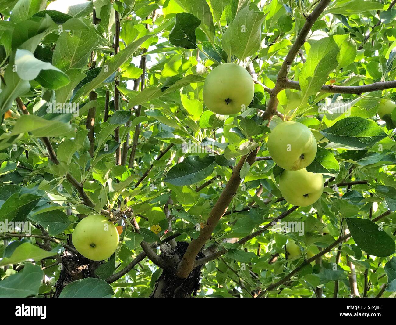 Large apples hanging hi-res stock photography and images - Alamy