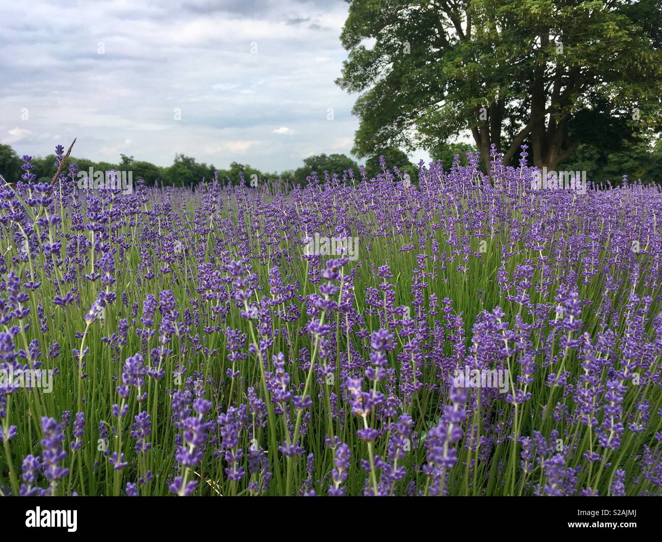 Lavander field hi-res stock photography and images - Alamy
