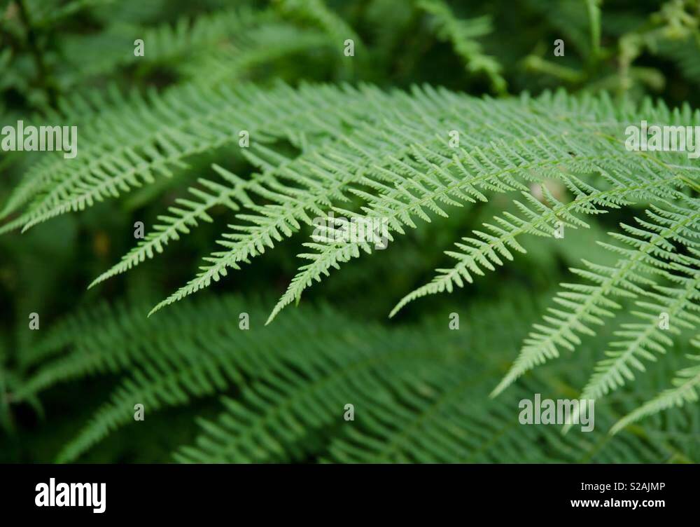 Delicate fern leaf hi-res stock photography and images - Alamy