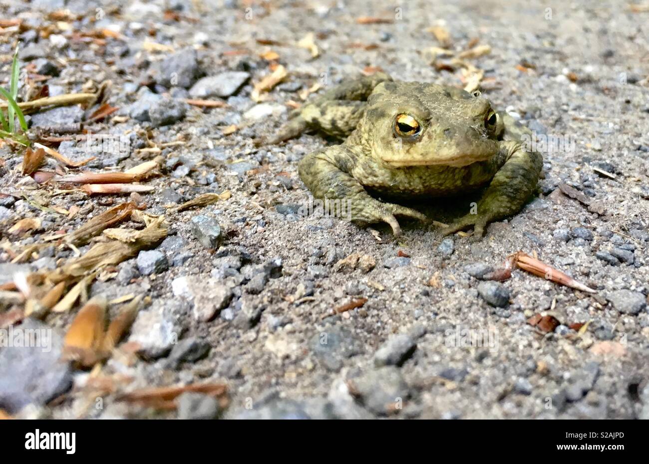 Toad paddock Animal Frog Stock Photo - Alamy