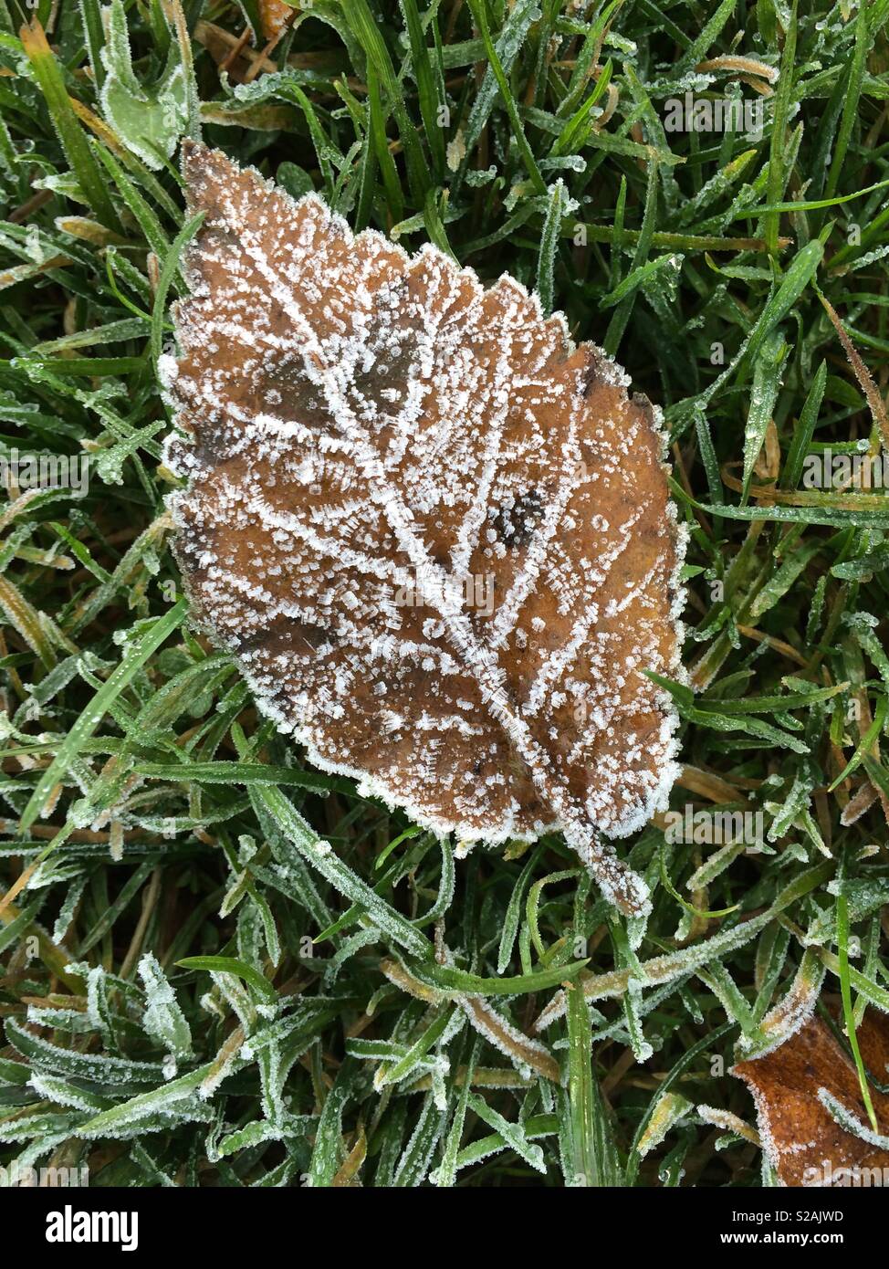 Iced leaf hi-res stock photography and images - Alamy