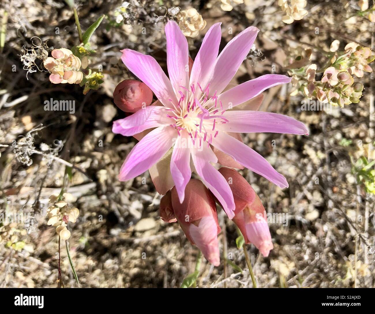 Bitterroot in bloom hi-res stock photography and images - Alamy