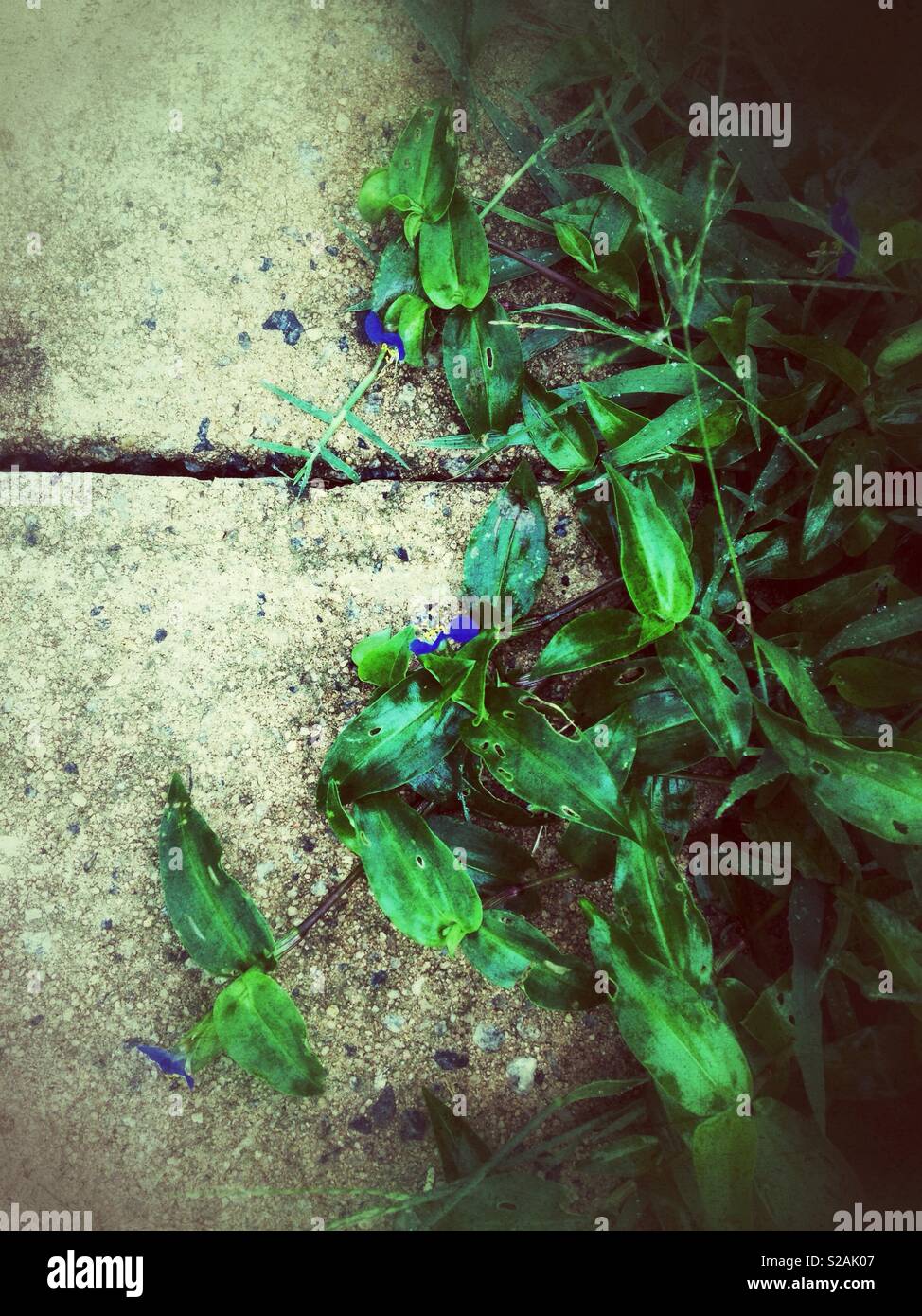 Commelina cyanea weed grows along North Carolina sidewalk in closeup ...