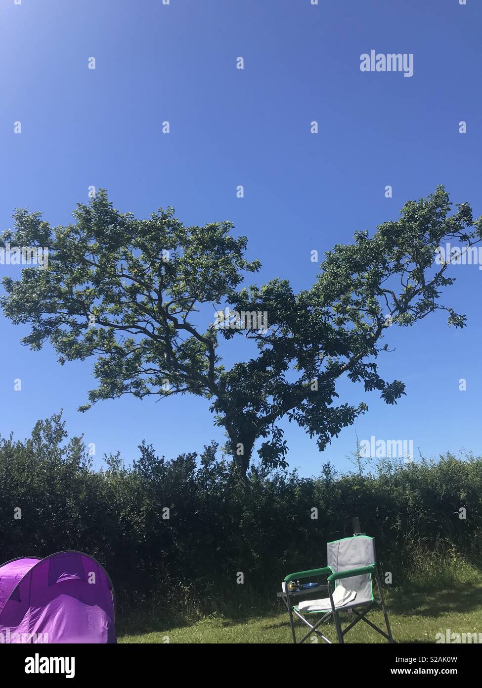 Favourite tree hi-res stock photography and images - Alamy