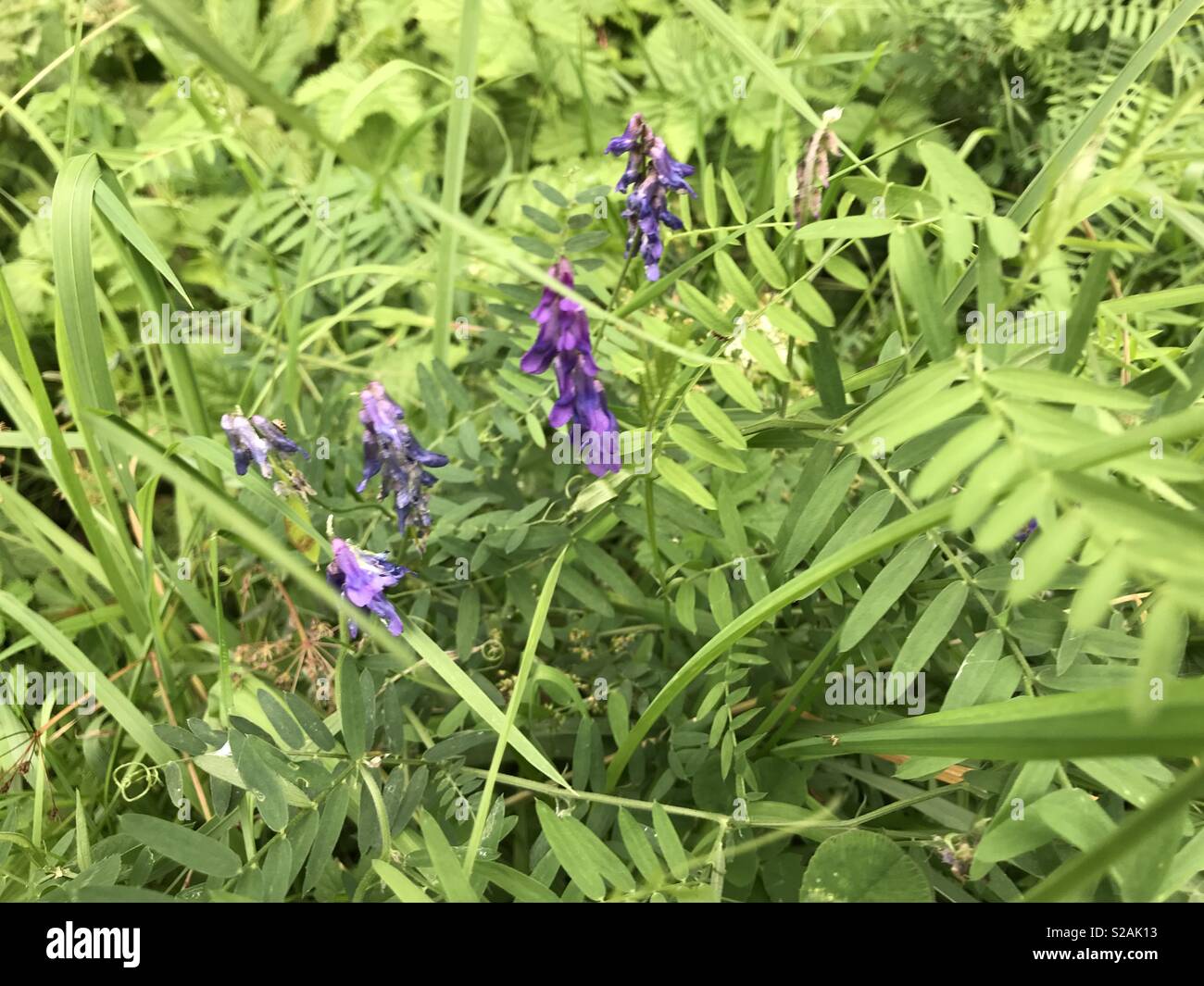 Purple vetch hi-res stock photography and images - Alamy