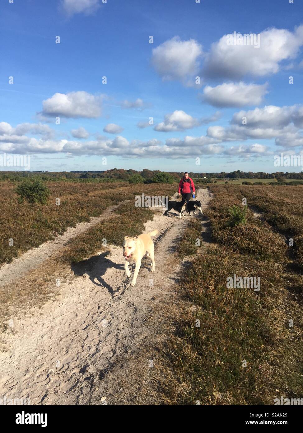 Golden Retriever and his shadow Stock Photo - Alamy