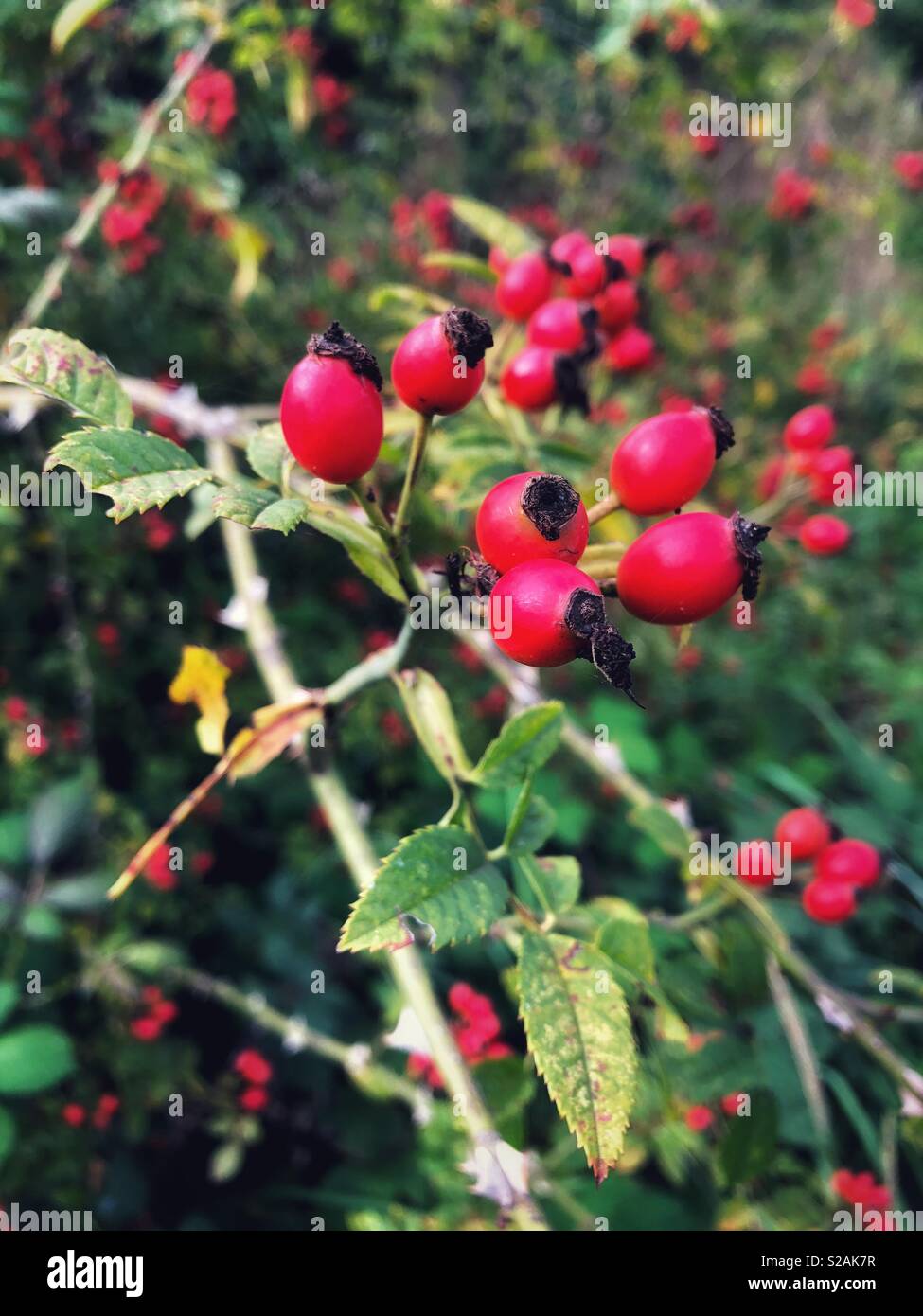 Rosa Canina Fruits High Resolution Stock Photography and Images - Alamy