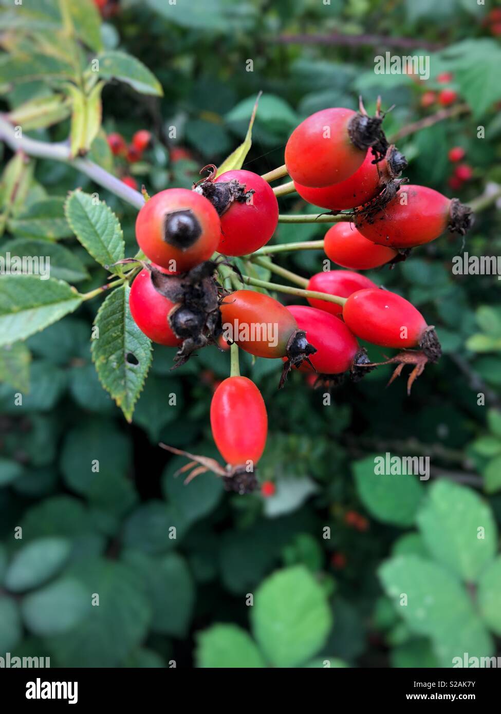Rose hips (Rosa canina) growing in a hedgerow, September Stock Photo ...
