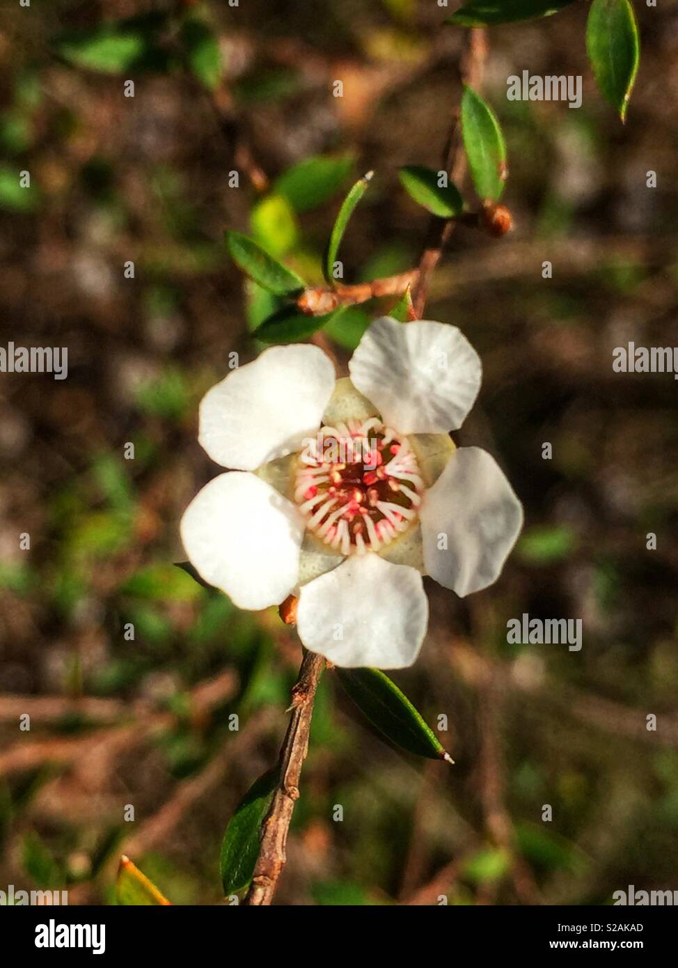 Manuka flower hi-res stock photography and images - Alamy