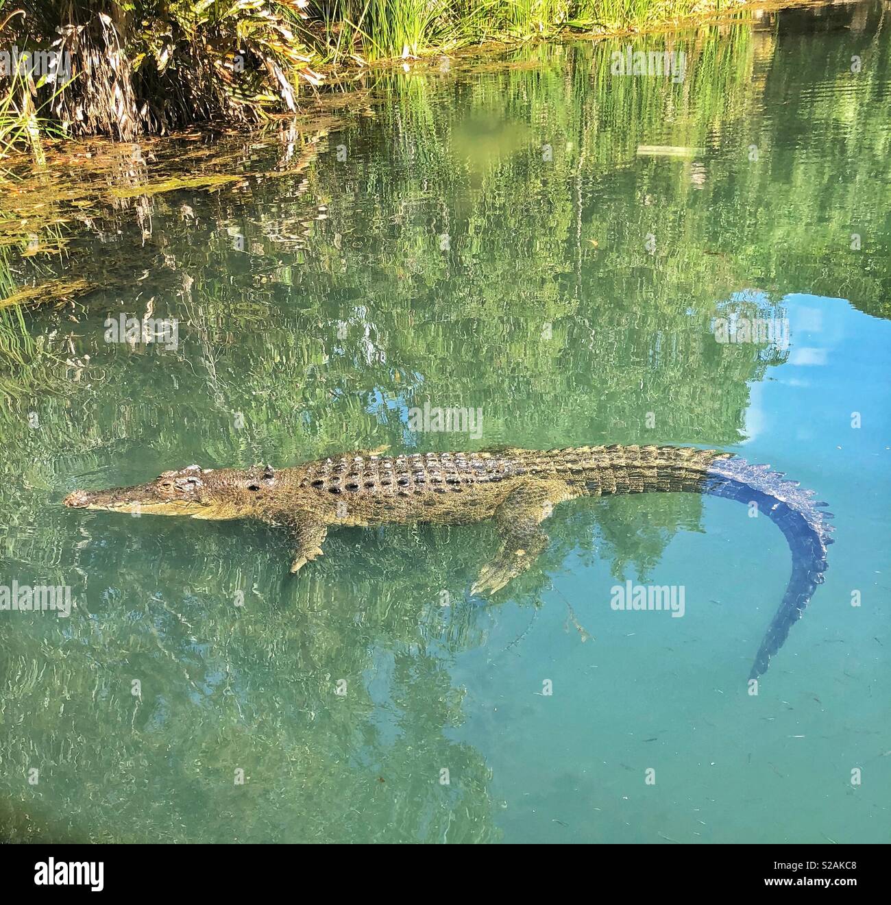 Floating crocodile hi-res stock photography and images - Alamy
