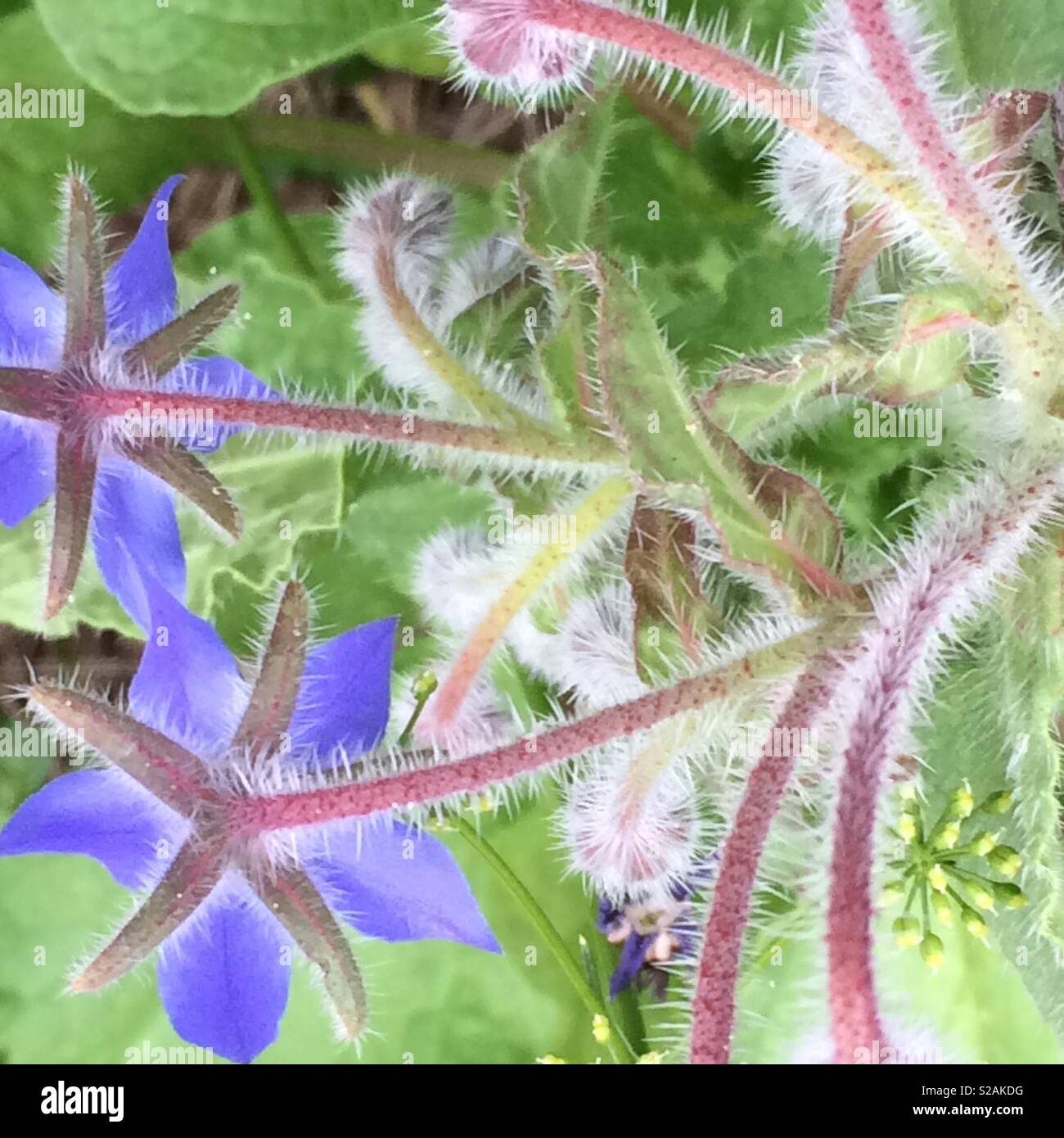 Blue borage flowers Stock Photo - Alamy