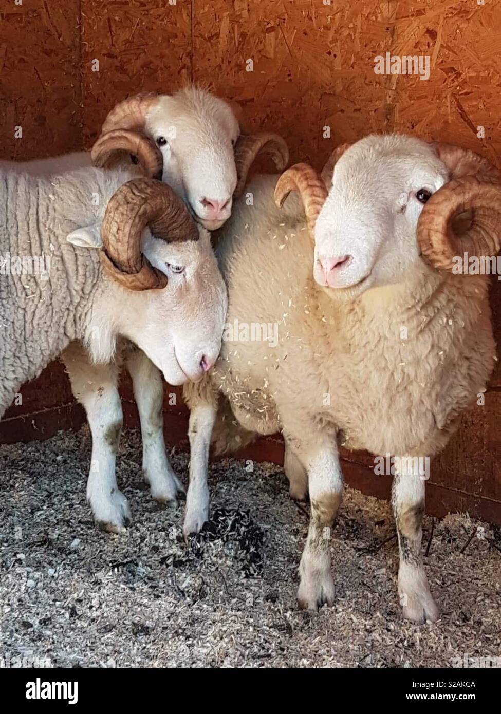 Shearling ram hi-res stock photography and images - Alamy