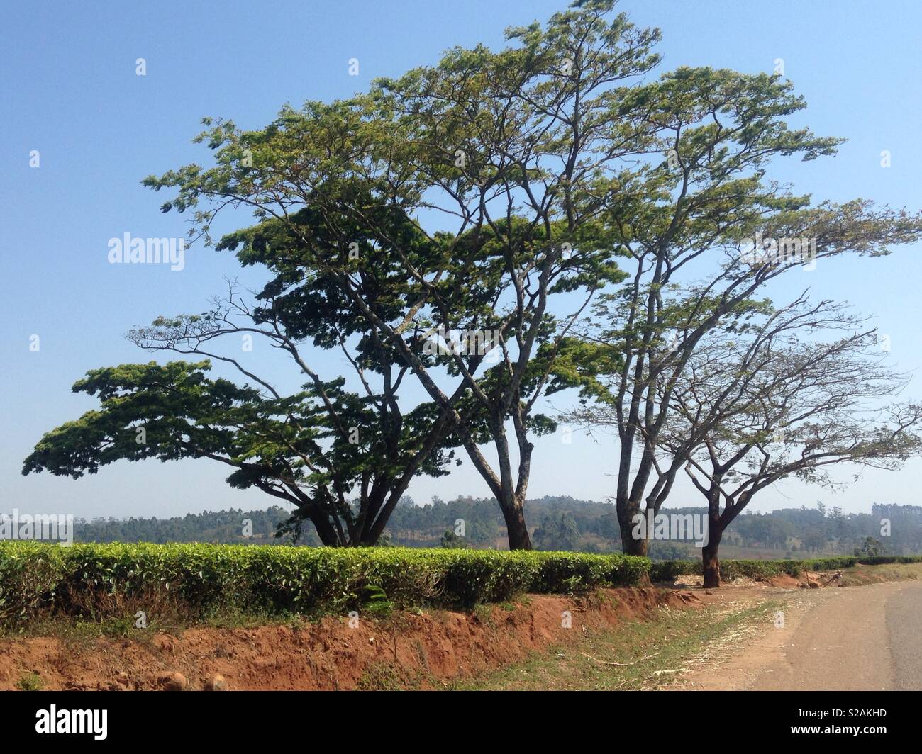 Beautiful trees in Malawi Stock Photo - Alamy