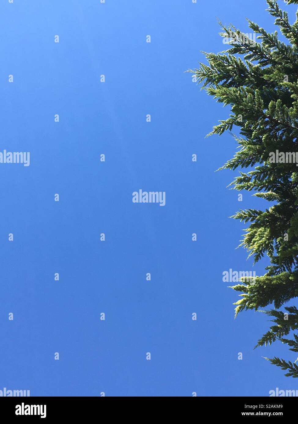 Sky with trees Stock Photo - Alamy