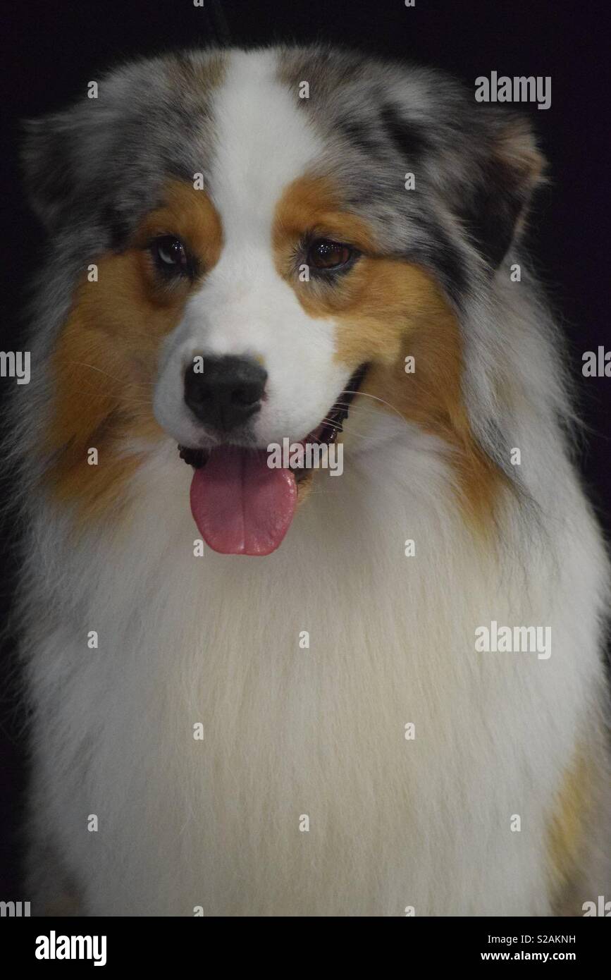 Australianshepherds hi-res stock photography and images - Alamy
