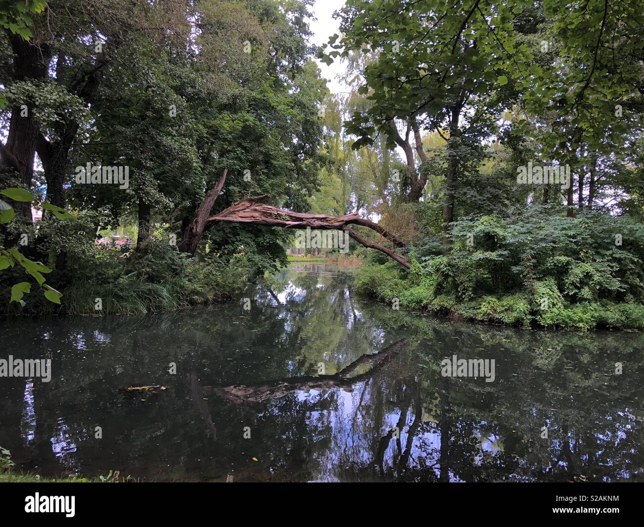 Broken tree is creating a small bridge Stock Photo - Alamy