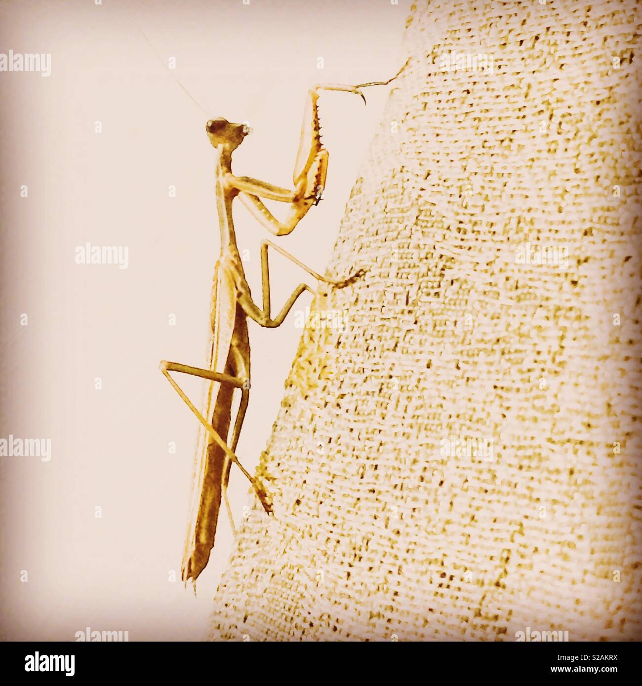 Glam look hi-res stock photography and images - Alamy