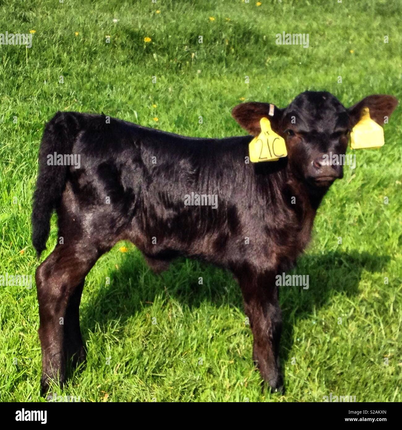 Lowline hi-res stock photography and images - Alamy