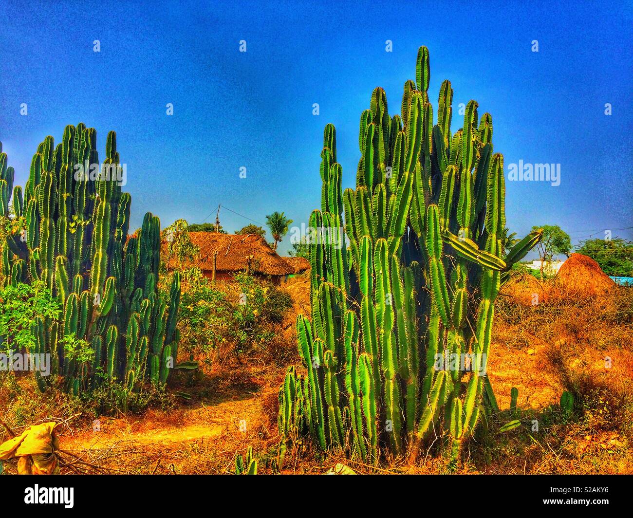 India cactus hi-res stock photography and images - Alamy