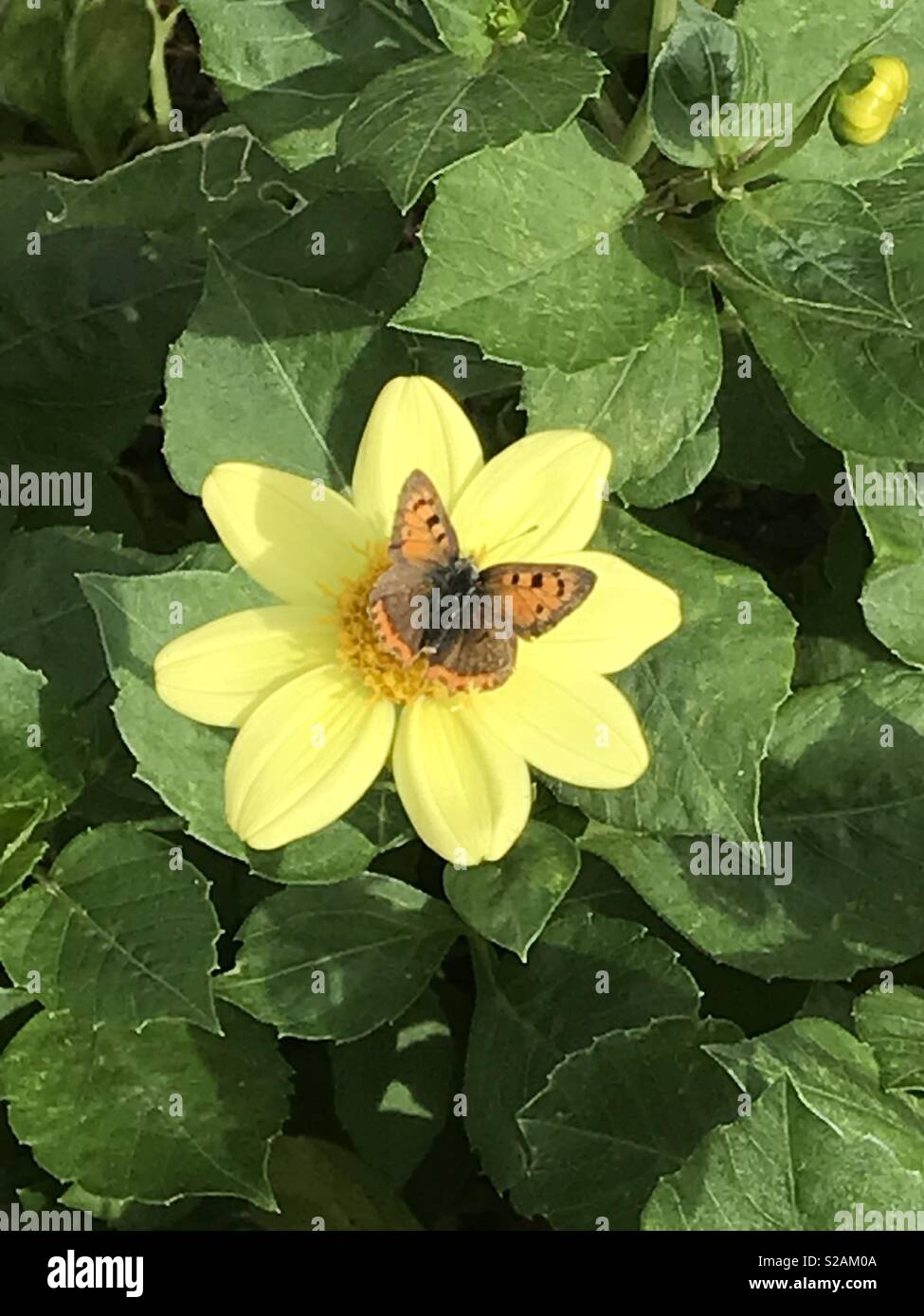 Pretty little butterfly Stock Photo - Alamy