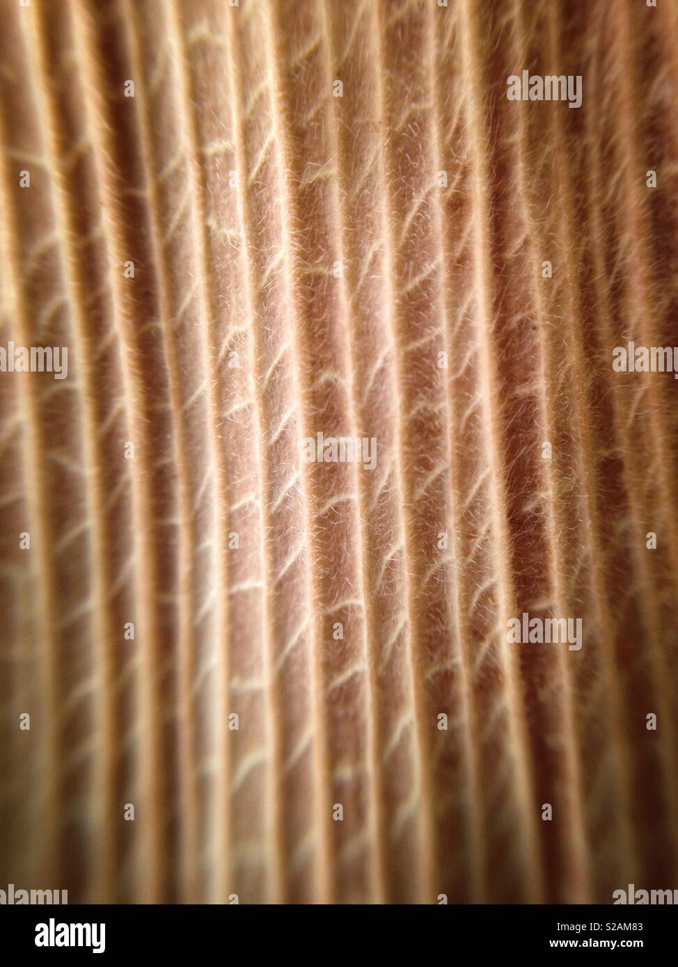 Dry corn leaf texture Stock Photo - Alamy