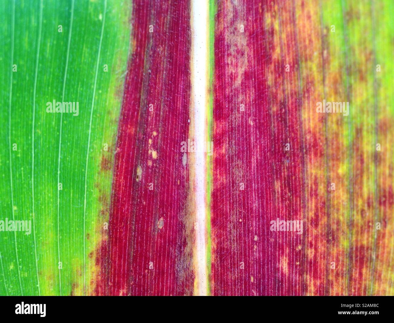 Corn leaf texture Stock Photo - Alamy