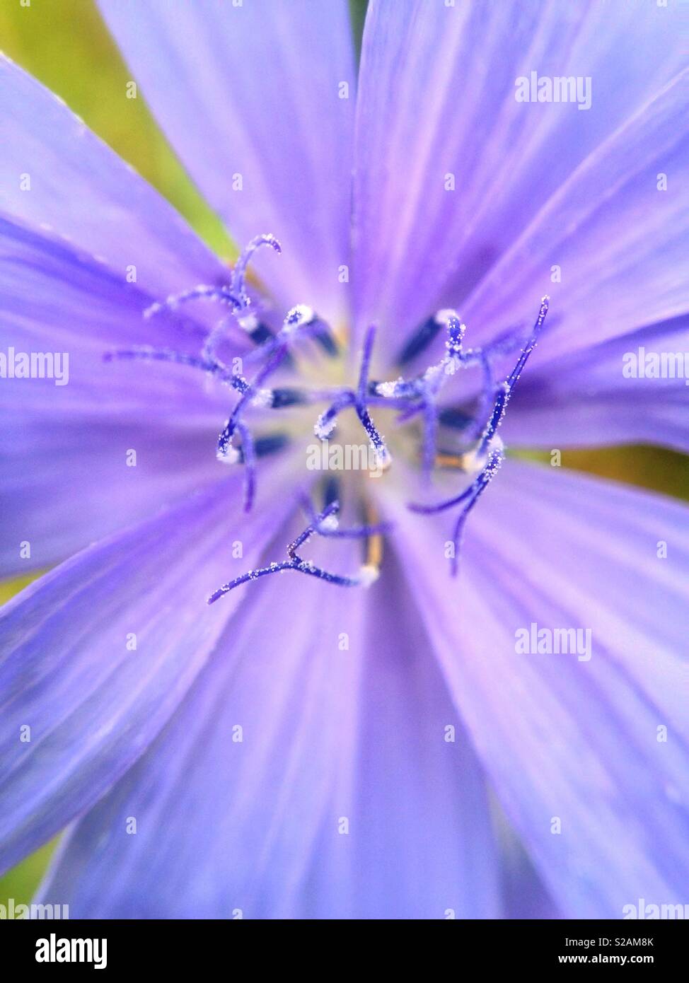 Blue flower macro close-up details Stock Photo - Alamy
