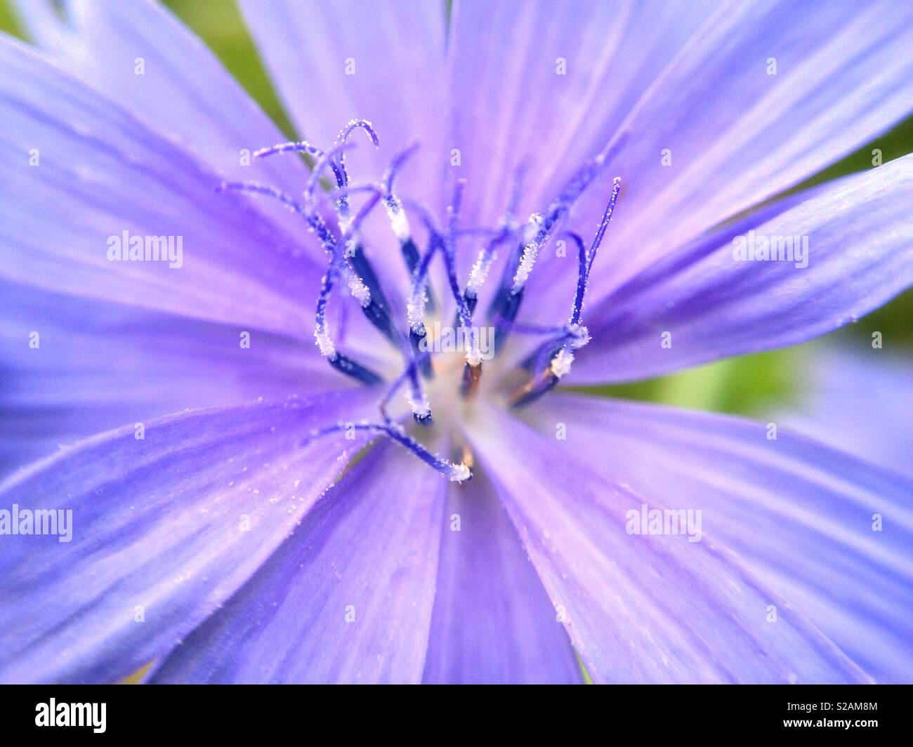 Blue flower close-up detail Stock Photo - Alamy